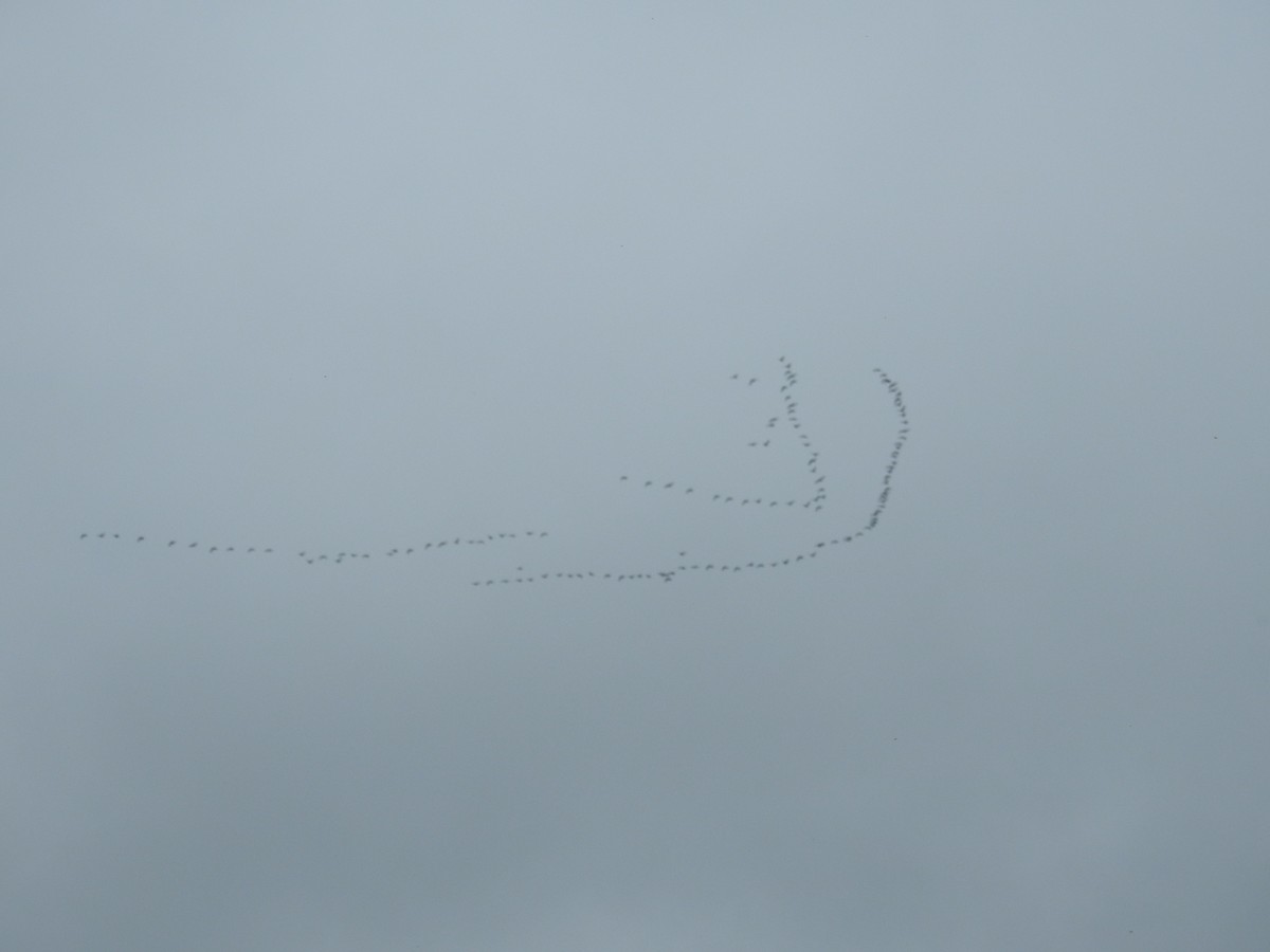 New York Breeding Bird Atlas Checklist - 19 May 2022 - Upper Lisle ...