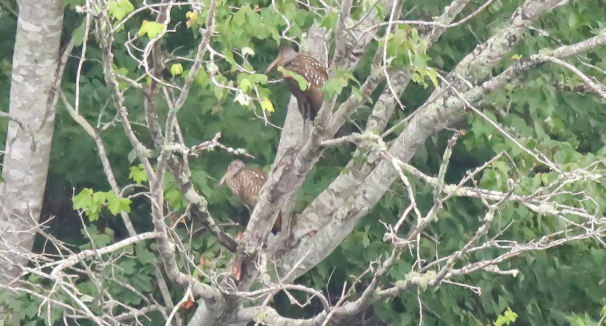eBird Checklist - 8 Jun 2022 - Clayton Co. Water Authority--Lake ...