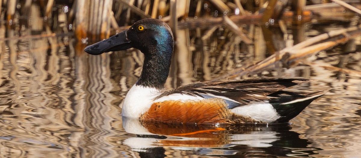 eBird Checklist - 26 May 2022 - Lostwood NWR - 37 species