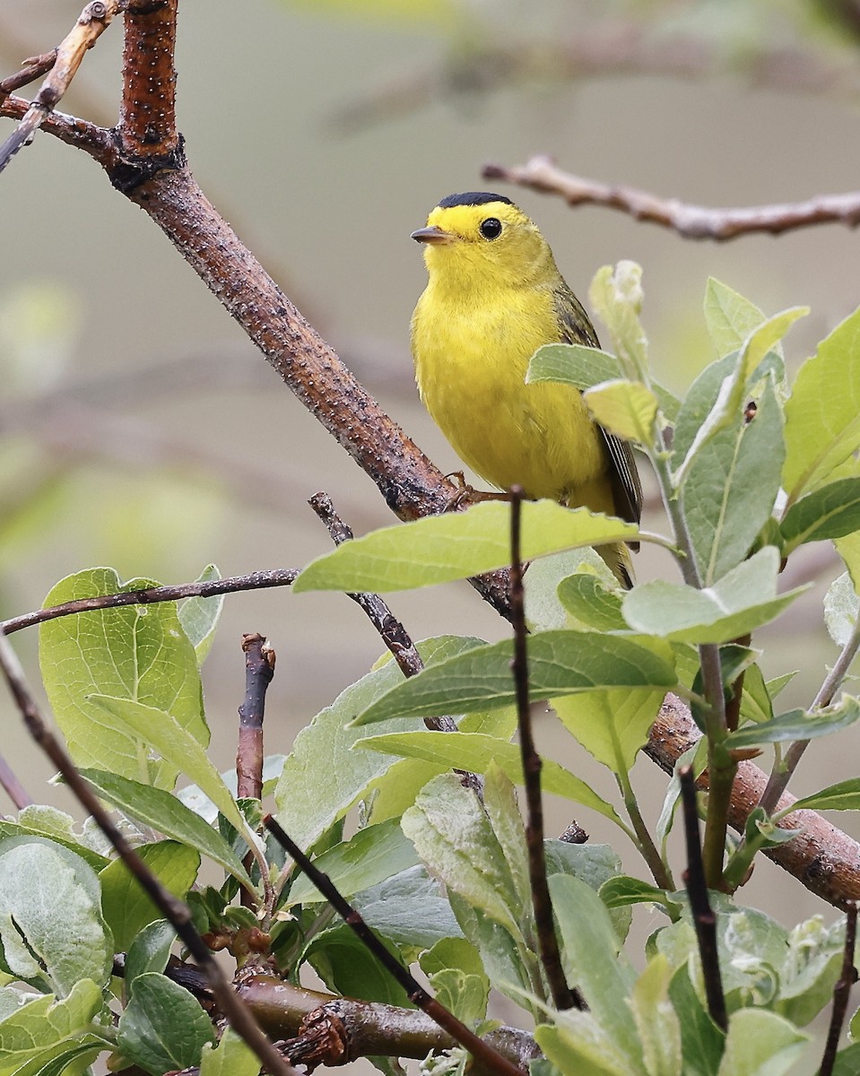 eBird Checklist - 8 Jun 2022 - Arctic Valley Ski Area - 7 species