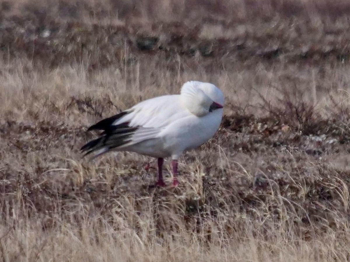 eBird Checklist - 9 Jun 2022 - Churchill--Bird Cove - 4 species