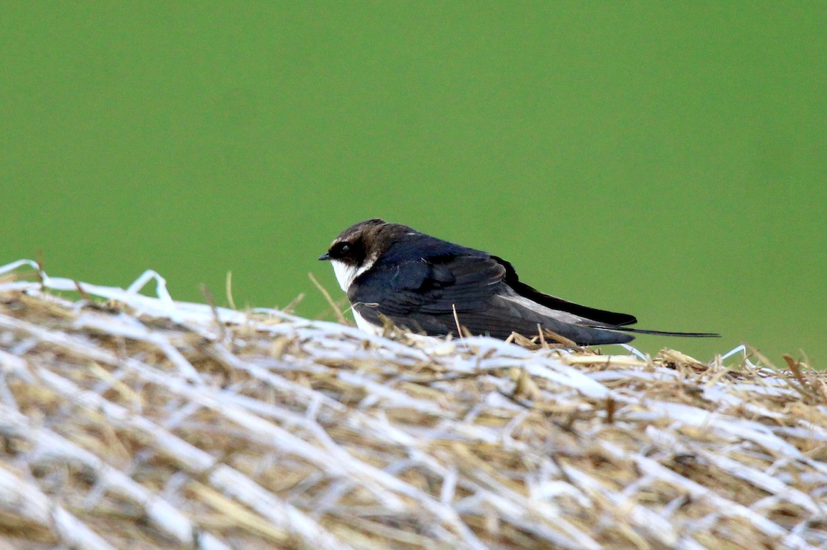 ML458231141 - Gray-rumped Swallow - Macaulay Library