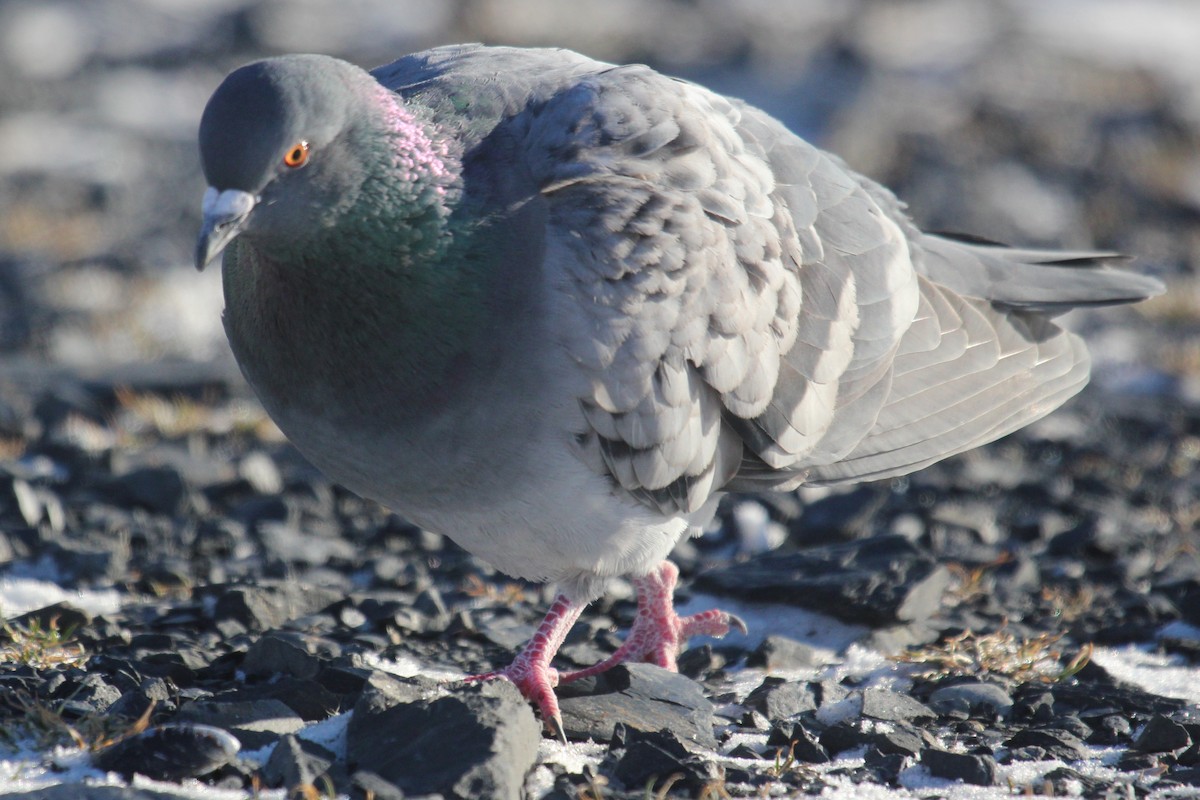ML45834151 - Rock Pigeon (Feral Pigeon) - Macaulay Library