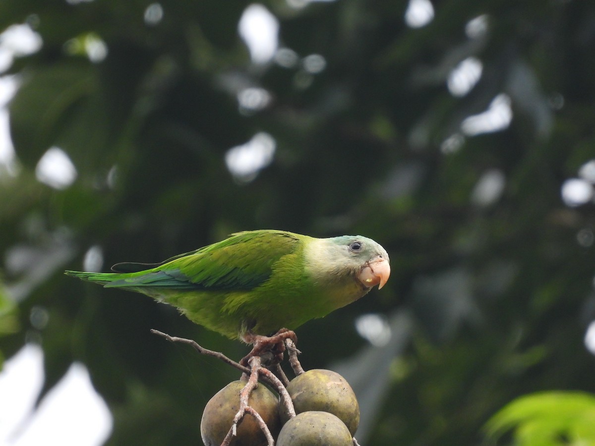ML458611641 - Gray-cheeked Parakeet - Macaulay Library
