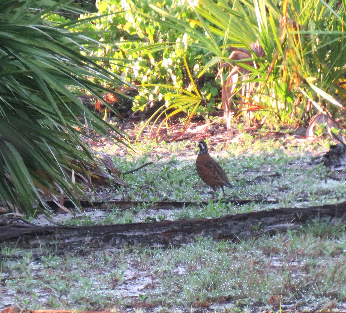 eBird Checklist - 11 Jun 2022 - Nancy Payton Preserve - 20 species