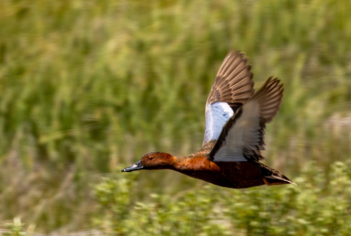 eBird Checklist - 6 Jun 2022 - Klamath Marsh NWR - 23 species