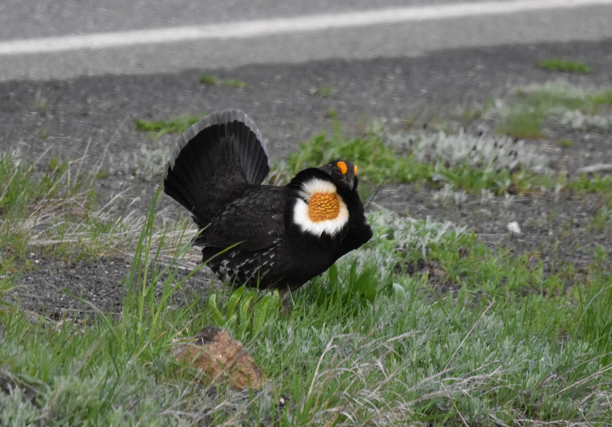 eBird Checklist - 11 Jun 2022 - Olympic NP--Meadow Loop Trail ...