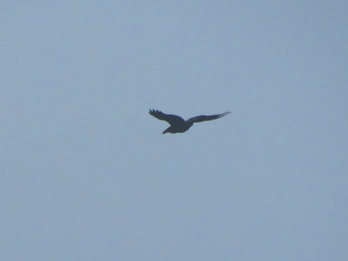 eBird Checklist - 10 Feb 2012 - Montaña de Isopo Sector 10 - 1 species