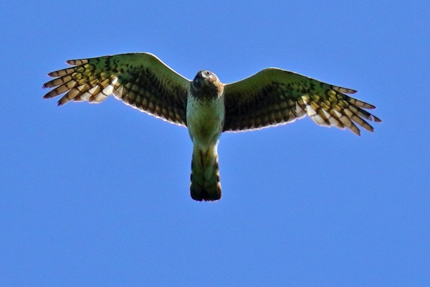 eBird Checklist - 12 Jun 2022 - The Adirondack Park, Long Lake US-NY 44 ...