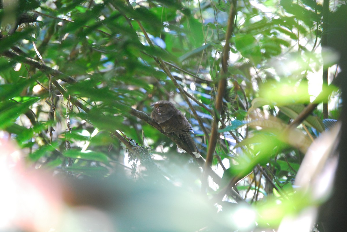 ML459462391 - Ocellated Poorwill - Macaulay Library