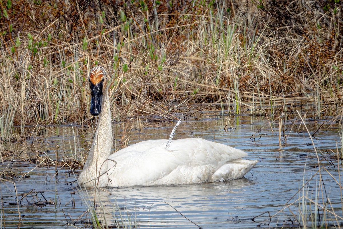 eBird Checklist - 3 Jun 2022 - Denali Hwy.--Susitna River Bridge (MP 79 ...