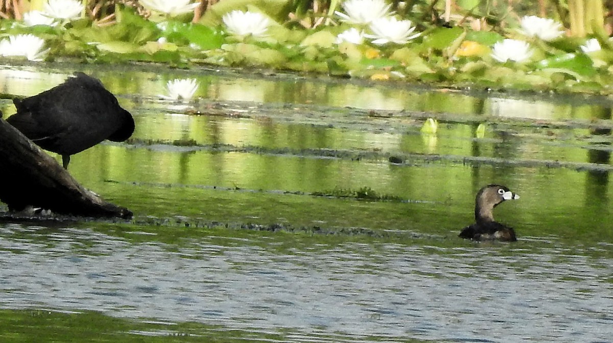 eBird Checklist - 12 Jun 2022 - Kurth Lake (restricted access) - 26 species