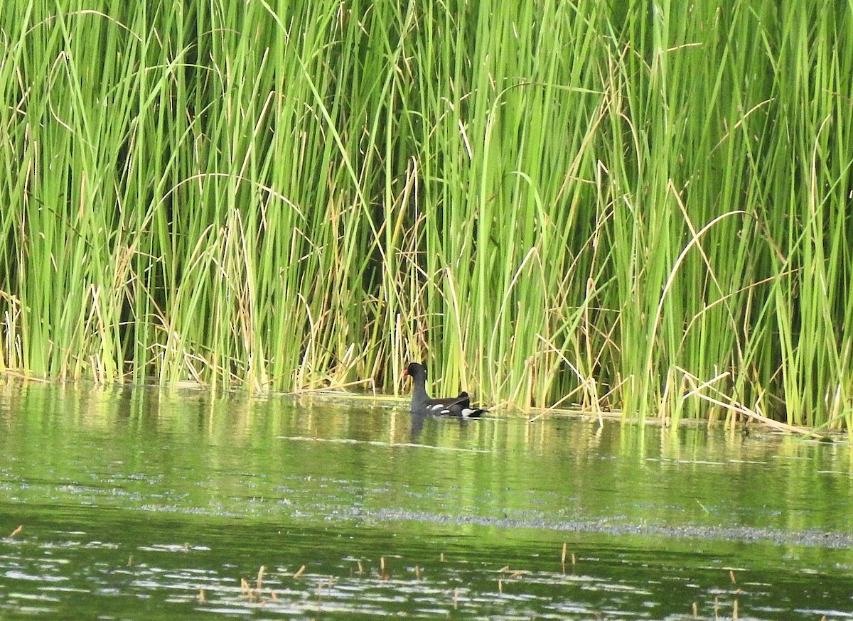eBird Checklist - 12 Jun 2022 - Kurth Lake (restricted access) - 26 species