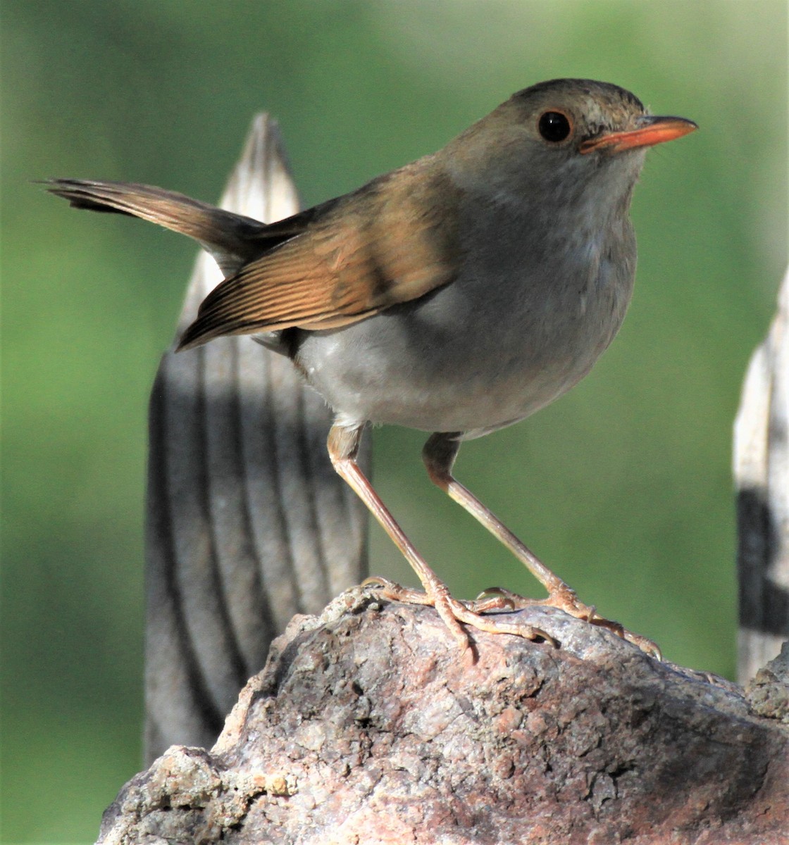 ML459695591 - Orange-billed Nightingale-Thrush - Macaulay Library