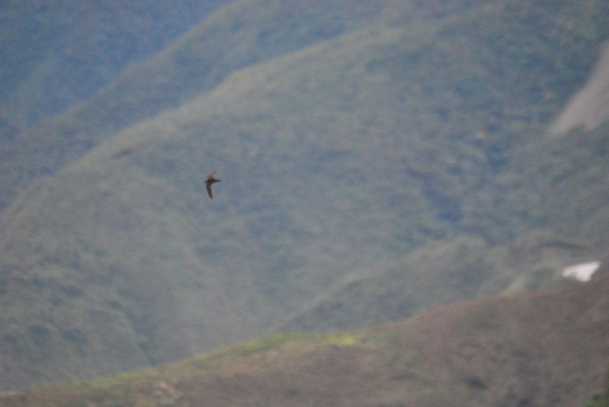 ML459859281 - Chestnut-collared Swift - Macaulay Library