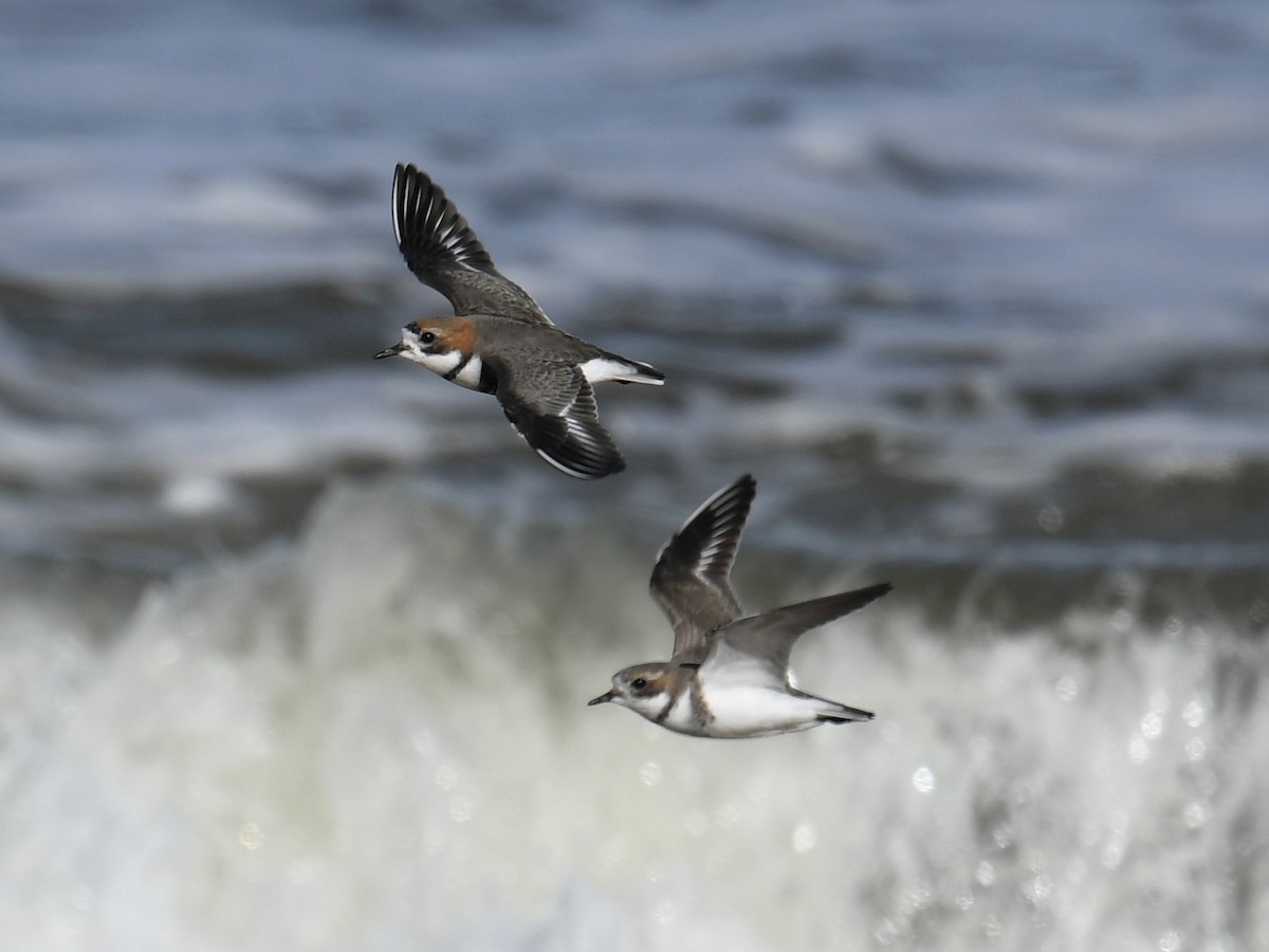 ML459859491 - Two-banded Plover - Macaulay Library
