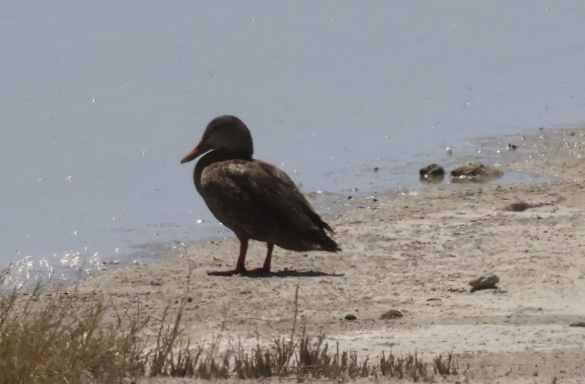 eBird Checklist - 13 May 2022 - Willcox--Lake Cochise and Twin Lakes ...