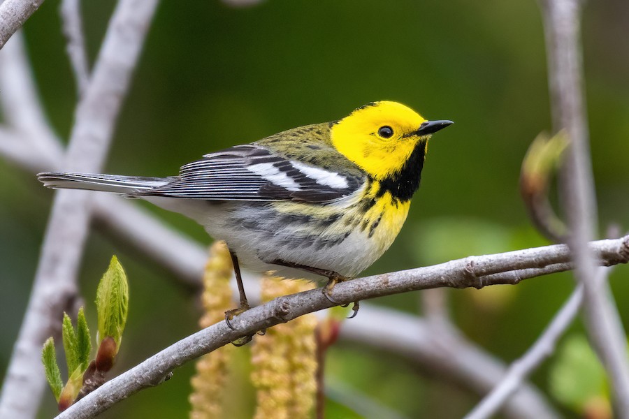 Townsend's x Hermit Warbler (hybrid) - eBird