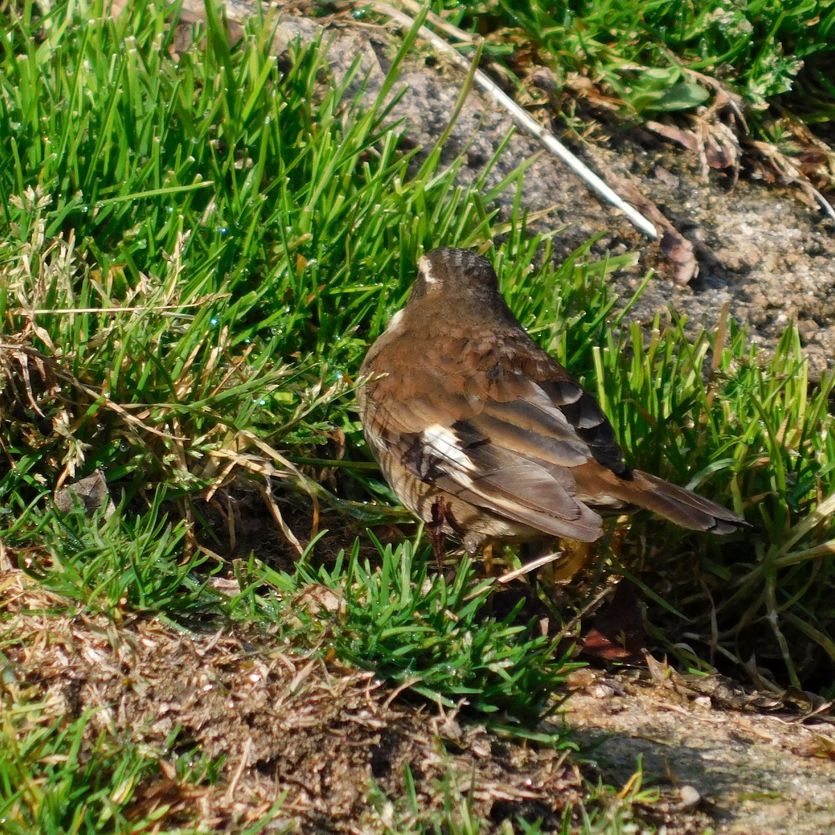 ML460274751 - Olrog's Cinclodes - Macaulay Library