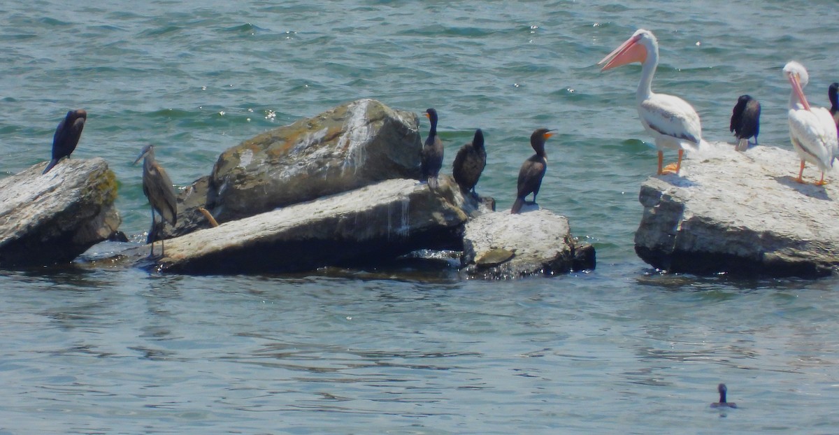 eBird Checklist - 13 Jun 2022 - Wheeler Dam--Locks - 13 species (+1 ...