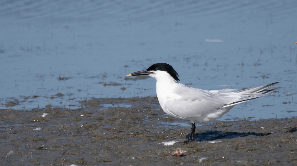 eBird Checklist - 28 Mar 2022 - South Padre Is.--Birding and Nature ...