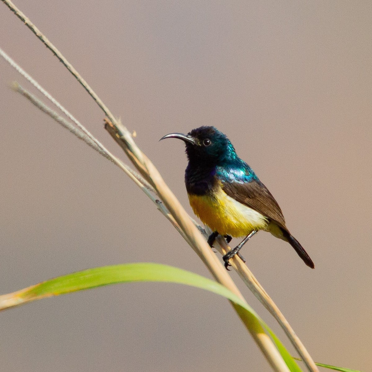 ML460721881 - Variable Sunbird - Macaulay Library