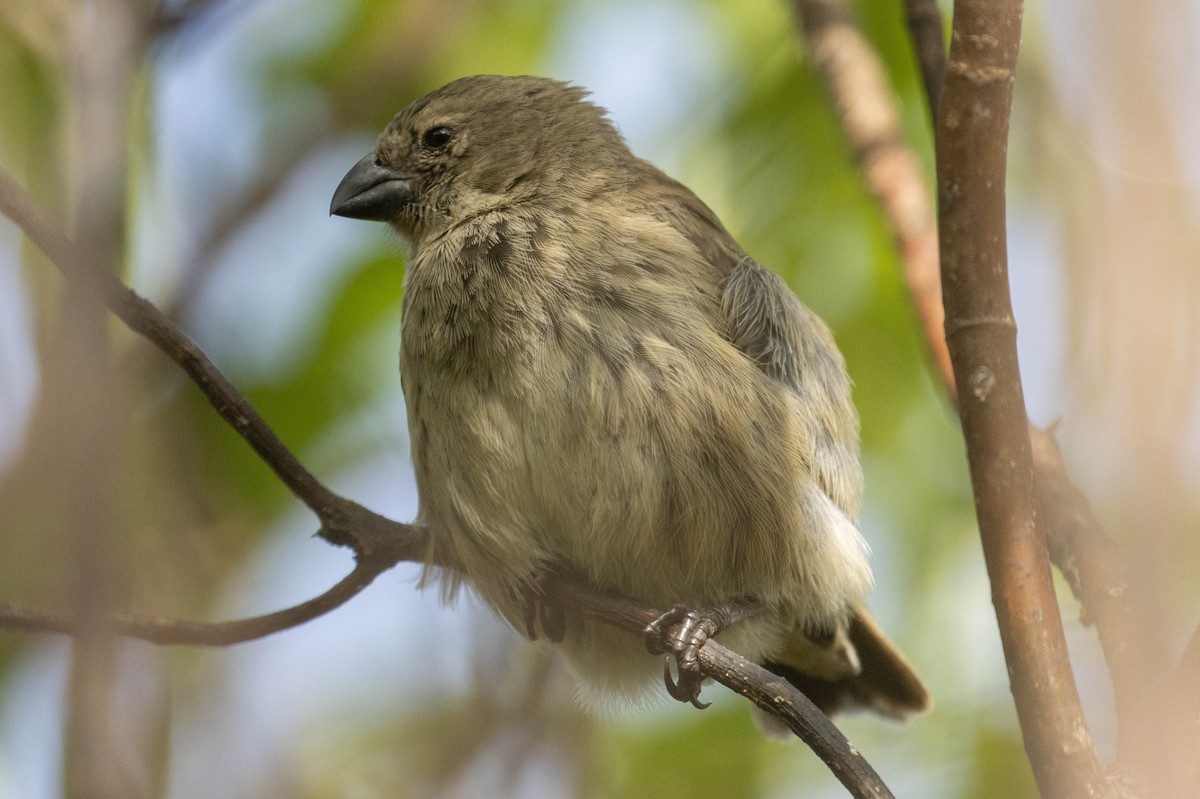 ML461283321 - Medium Tree-Finch - Macaulay Library