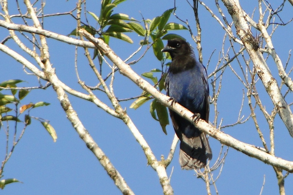 ML46155471 - Azure Jay - Macaulay Library