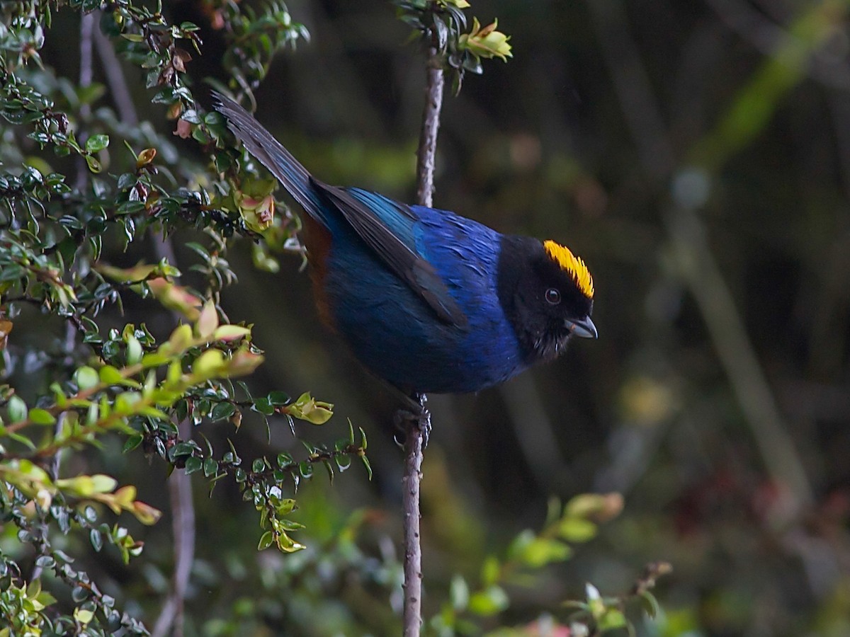 Golden-crowned Tanager - Iridosornis rufivertex - Birds of the World