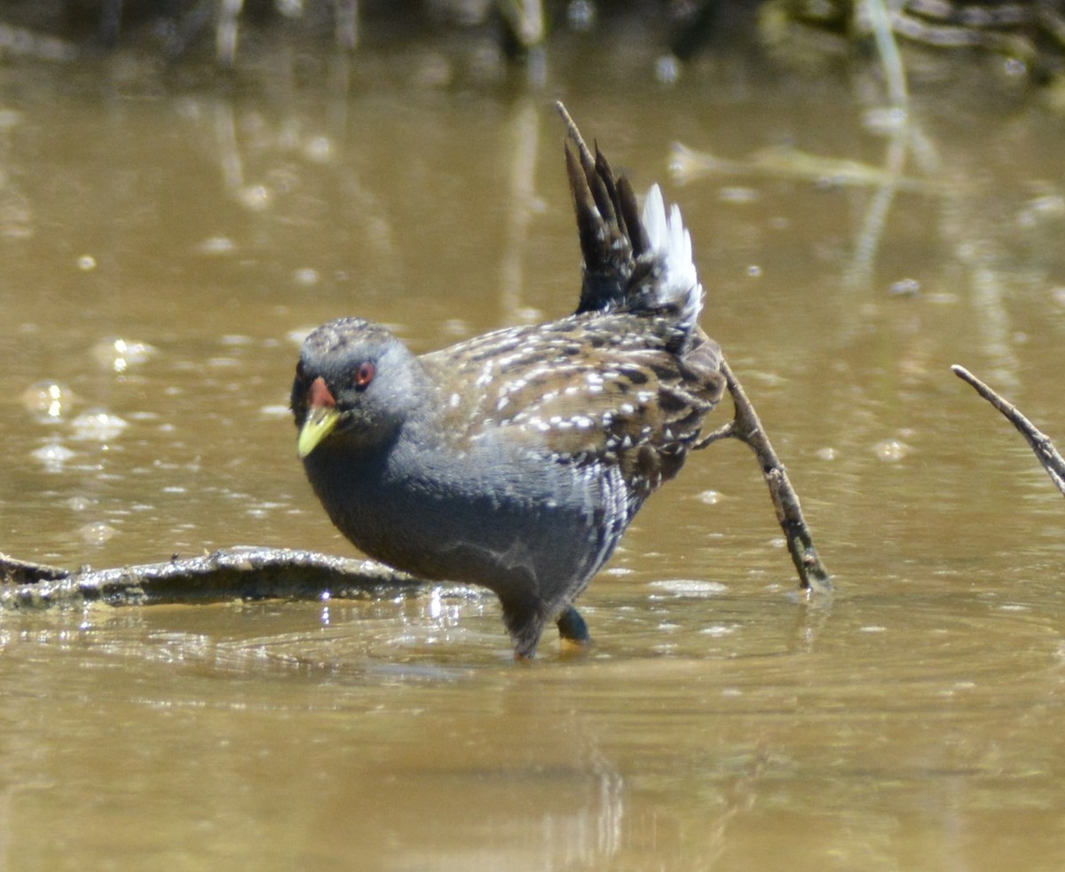 eBird Checklist - 22 Jan 2017 - Darlot Swamp - 34 species
