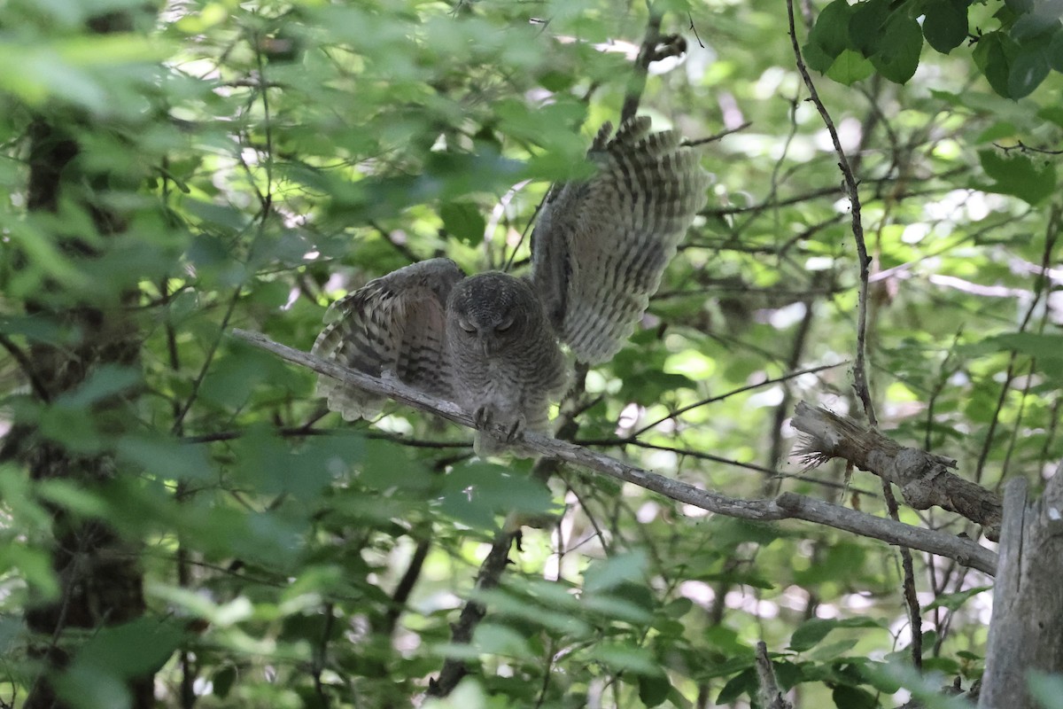 ML462213271 - Eastern Screech-Owl - Macaulay Library