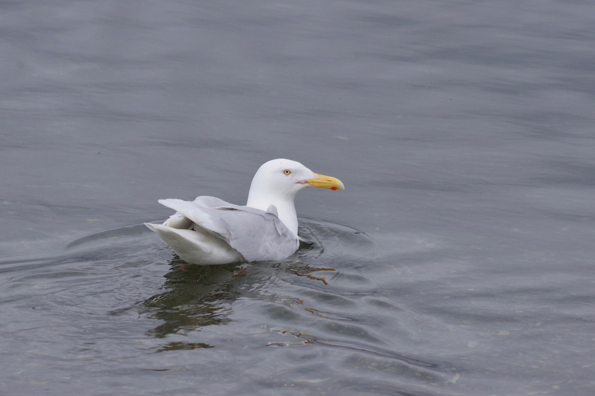 ML462254051 - Glaucous Gull - Macaulay Library