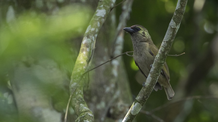 Barbudo Oliváceo (woodwardi) - eBird