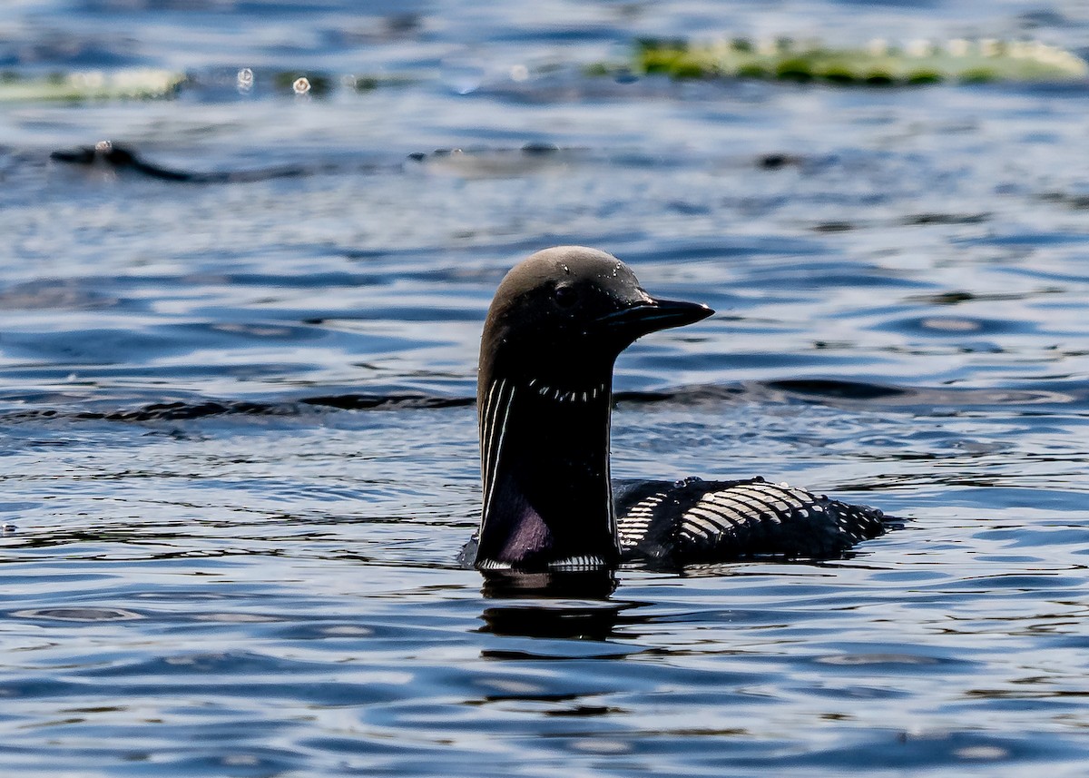 eBird Checklist - 8 Jun 2022 - Goose Lake - 10 species