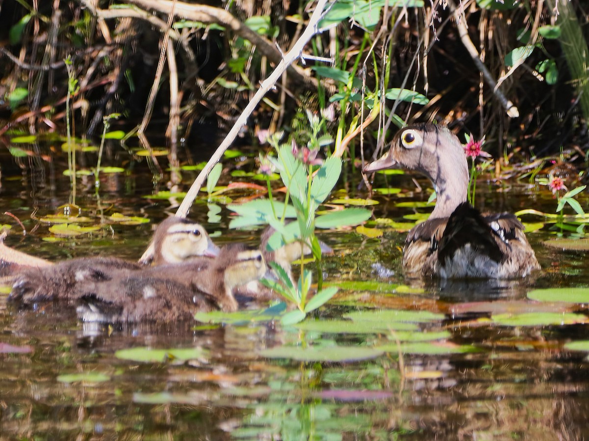 ML462780121 - Wood Duck - Macaulay Library