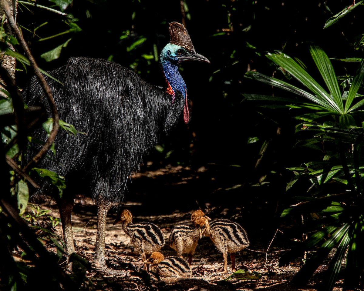 eBird Checklist - 4 Aug 2020 - Djiru National Park--Licuala day-use ...