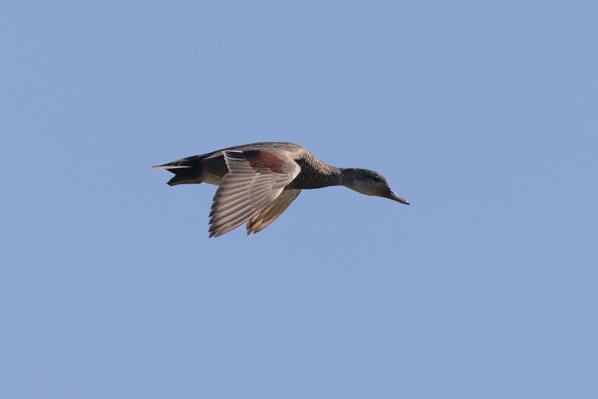 eBird Checklist - 26 Jun 2022 - Parker River NWR--Hellcat Dike - 24 species