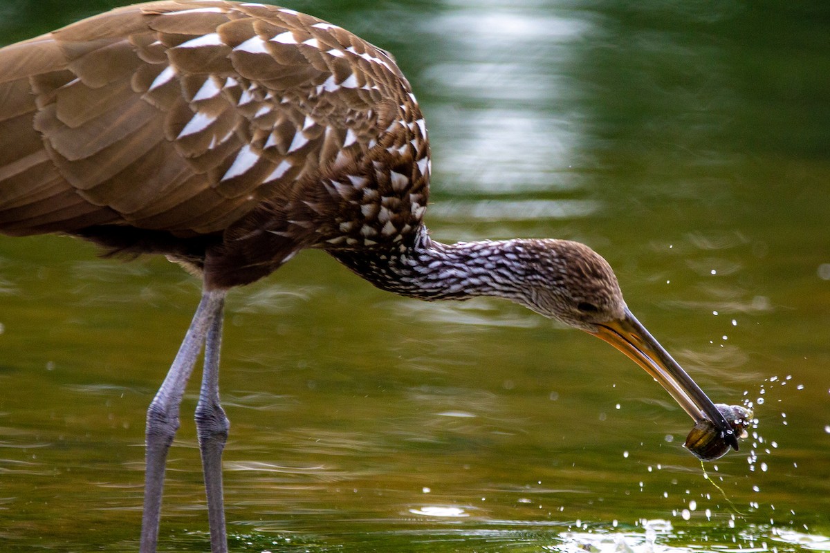 eBird Checklist - 26 Jun 2022 - Clayton Co. Water Authority--Lake ...