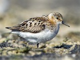 Kent, England, United Kingdom - eBird