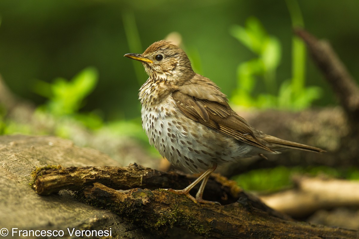 ML463419301 - Song Thrush - Macaulay Library
