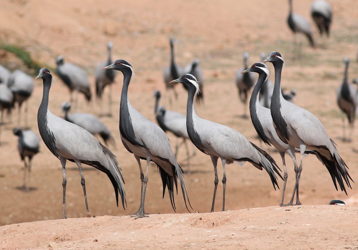ML463646771 - Demoiselle Crane - Macaulay Library