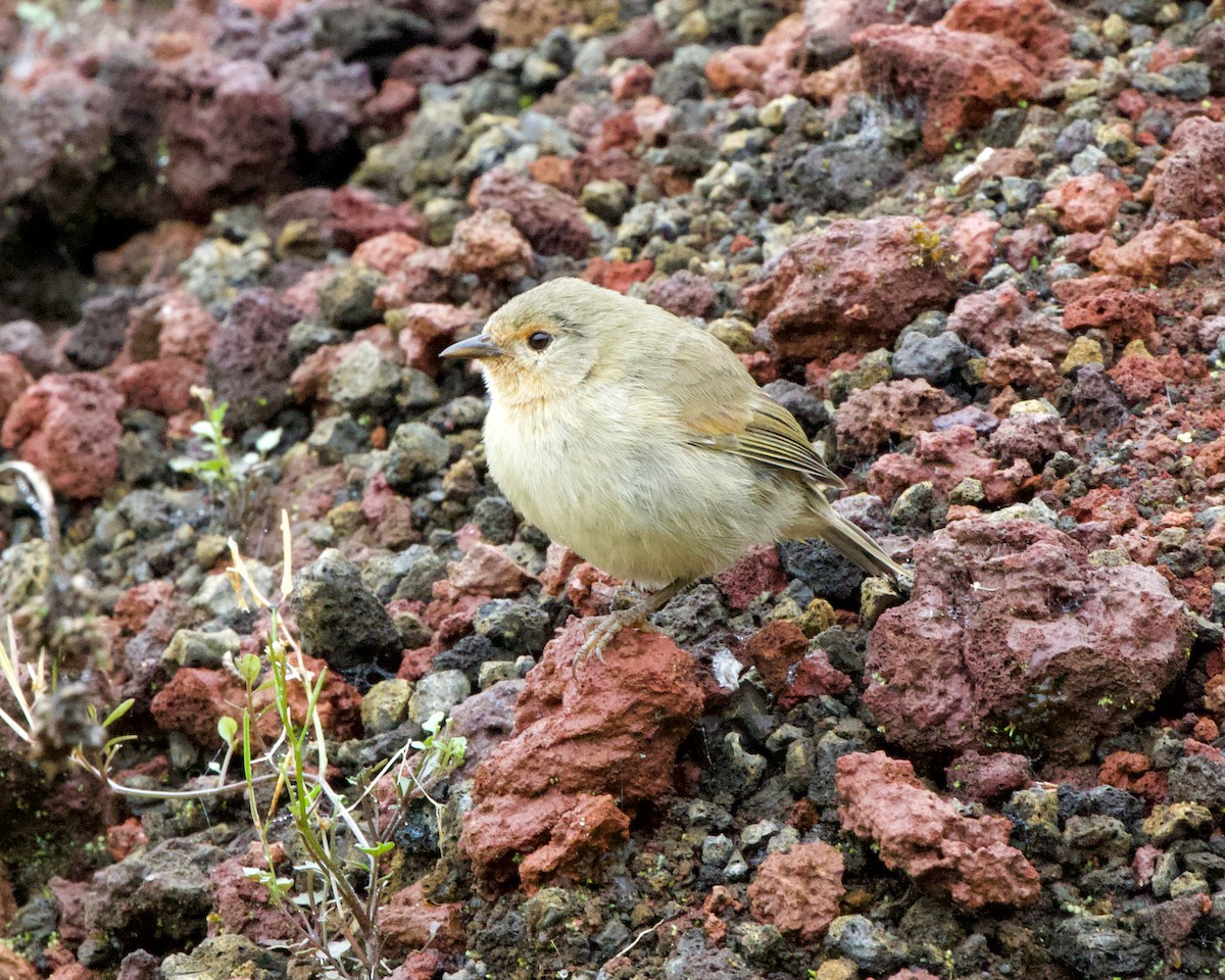 ML463727951 - Green Warbler-Finch - Macaulay Library