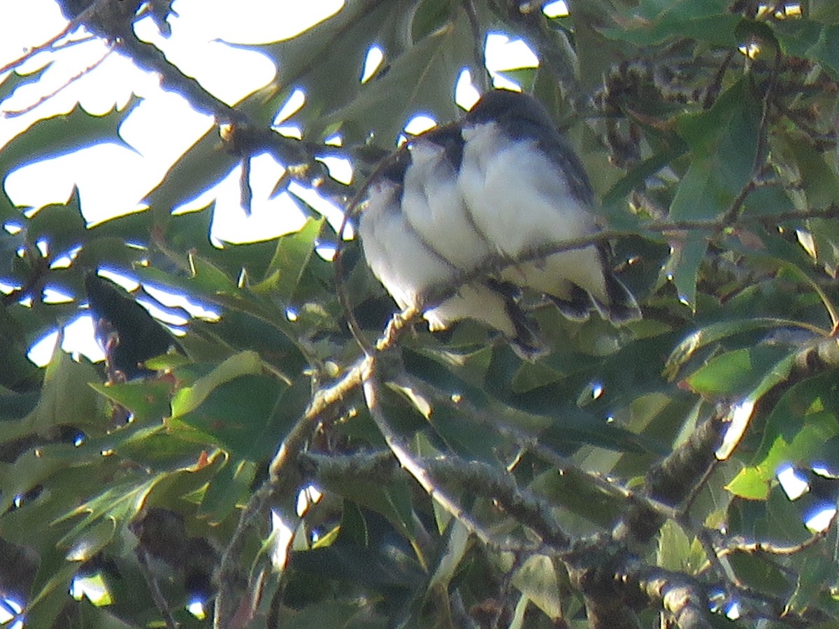 North Carolina Bird Atlas Checklist - 1 Jul 2022 - 312 Ronal Circle ...