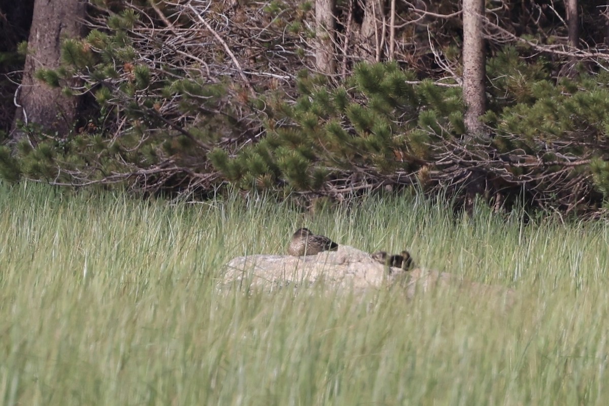 ML464393761 - Mallard - Macaulay Library