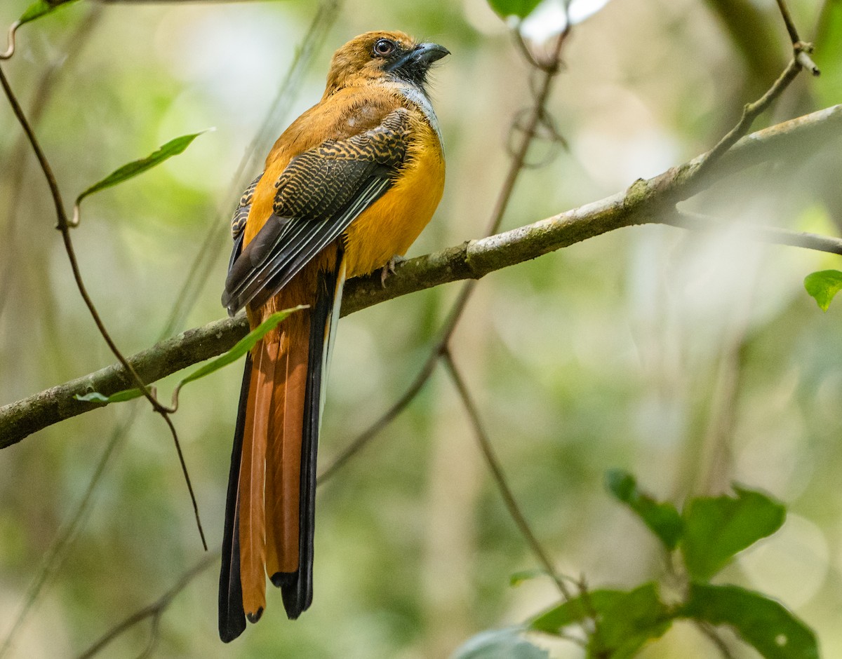 ML464769261 - Whitehead's Trogon - Macaulay Library