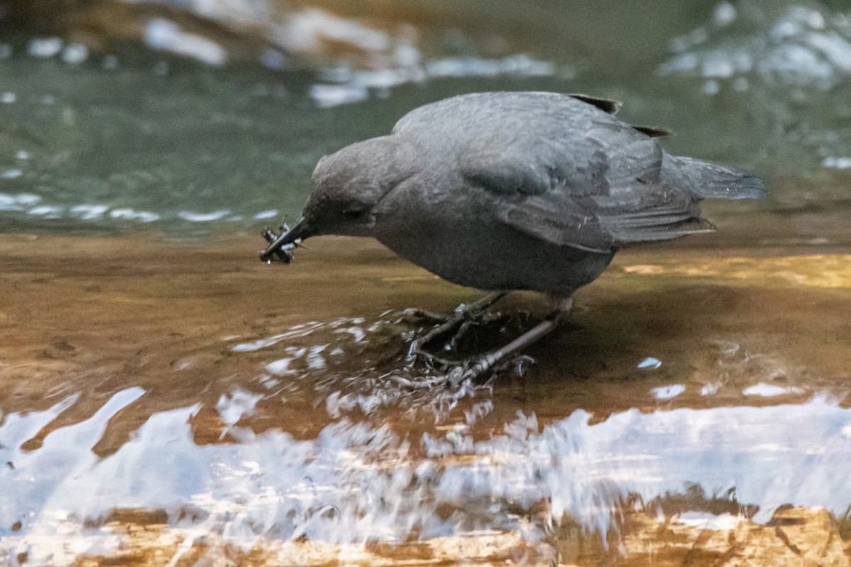 ML464782691 - American Dipper - Macaulay Library