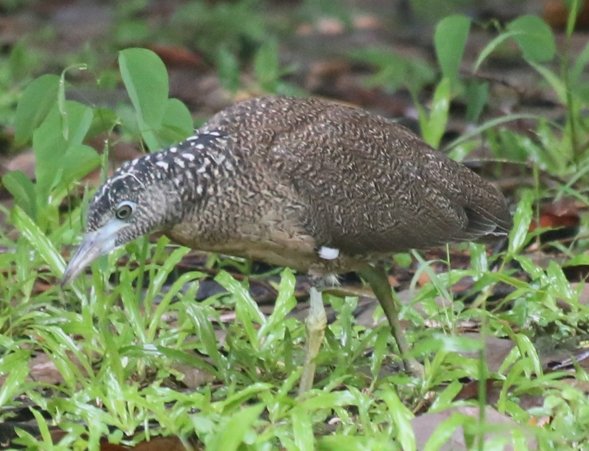 Taiwan Bird Atlas Checklist - 5 Jul 2022 - 台北--台北大學三峽校區(Taipei ...
