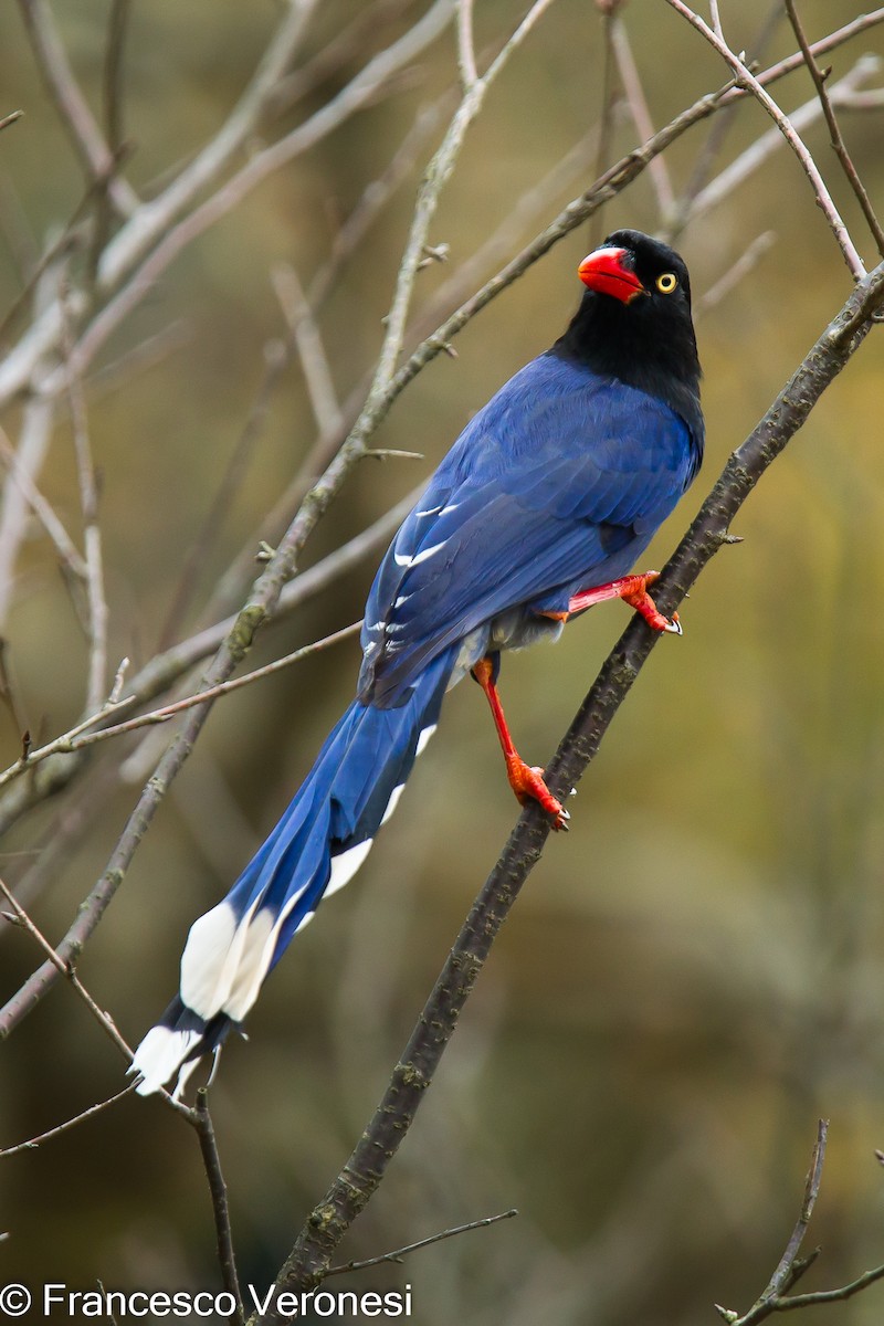 ML465271931 - Taiwan Blue-Magpie - Macaulay Library
