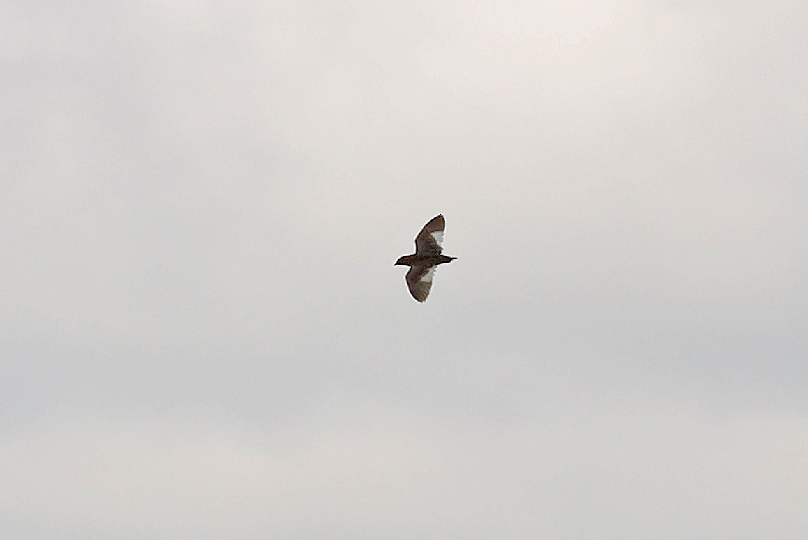 ML465333891 - White-winged Flufftail - Macaulay Library