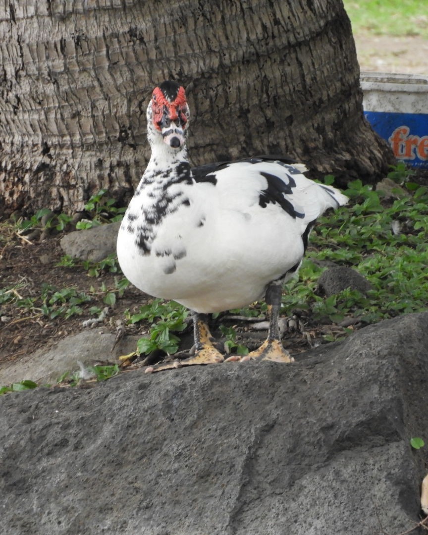 ML465395041 - Muscovy Duck (Domestic type) - Macaulay Library